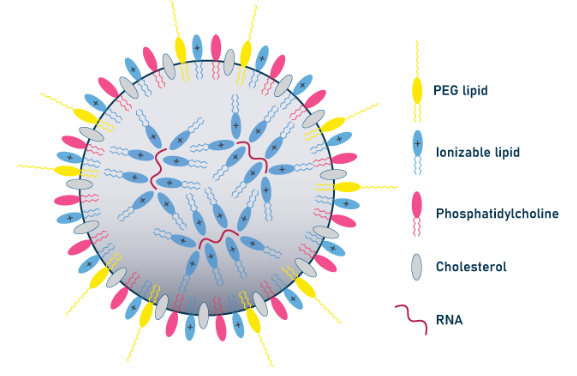 LNP Kits from Echelon Biosciences! - 2BScientific