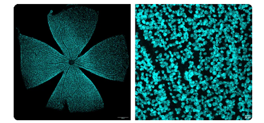 A Next-Generation Recombinant Guinea Pig RBPMS Antibody for Retinal ...