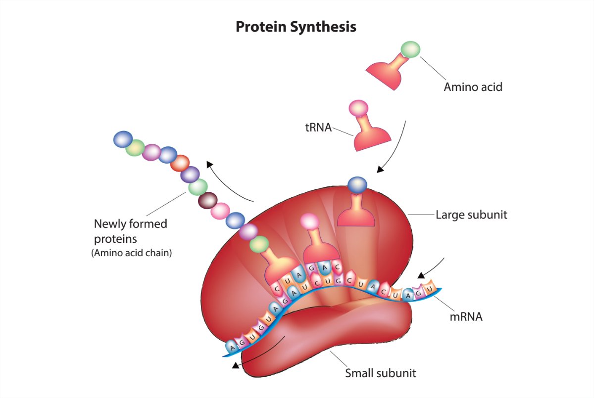 In Vitro Transcription & Translation kits (IVTT) - 2BScientific