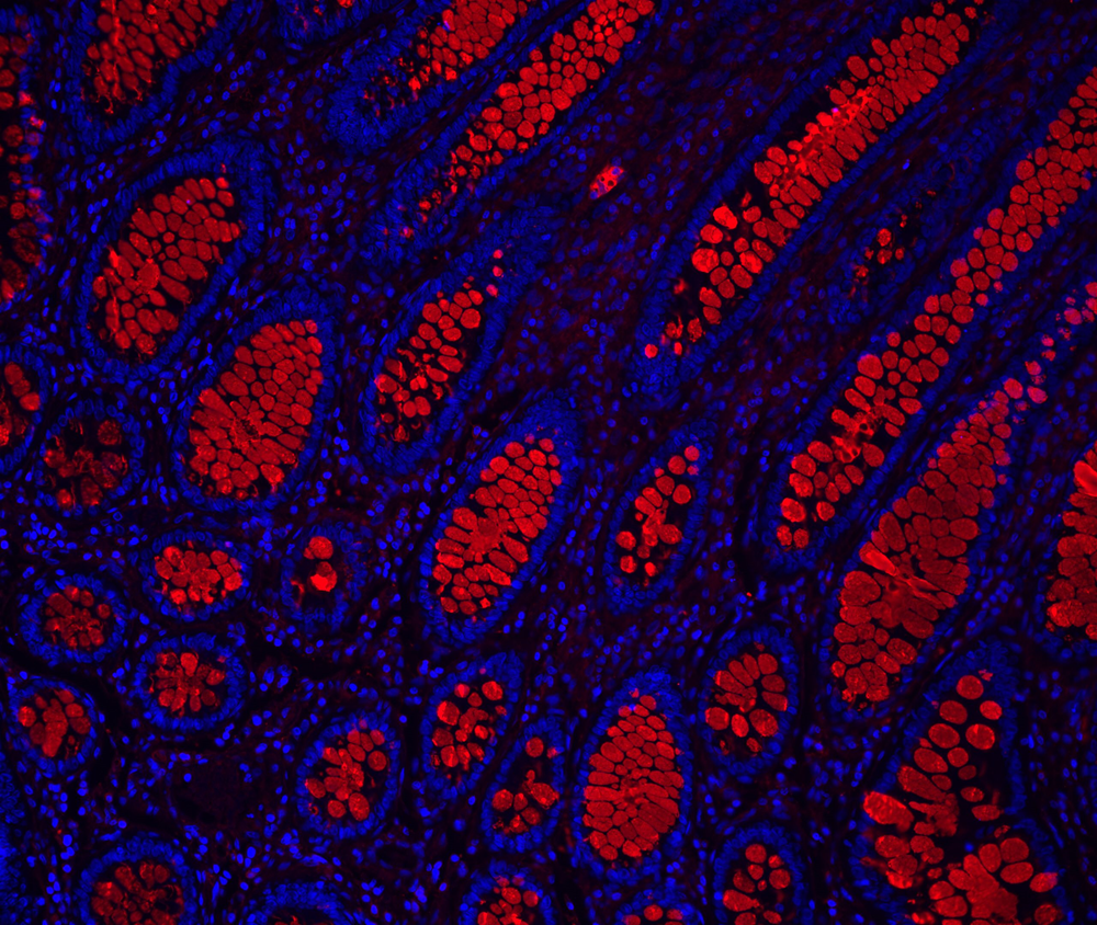 Supply of Tissues & Cells in an Ethical Way - 2BScientific