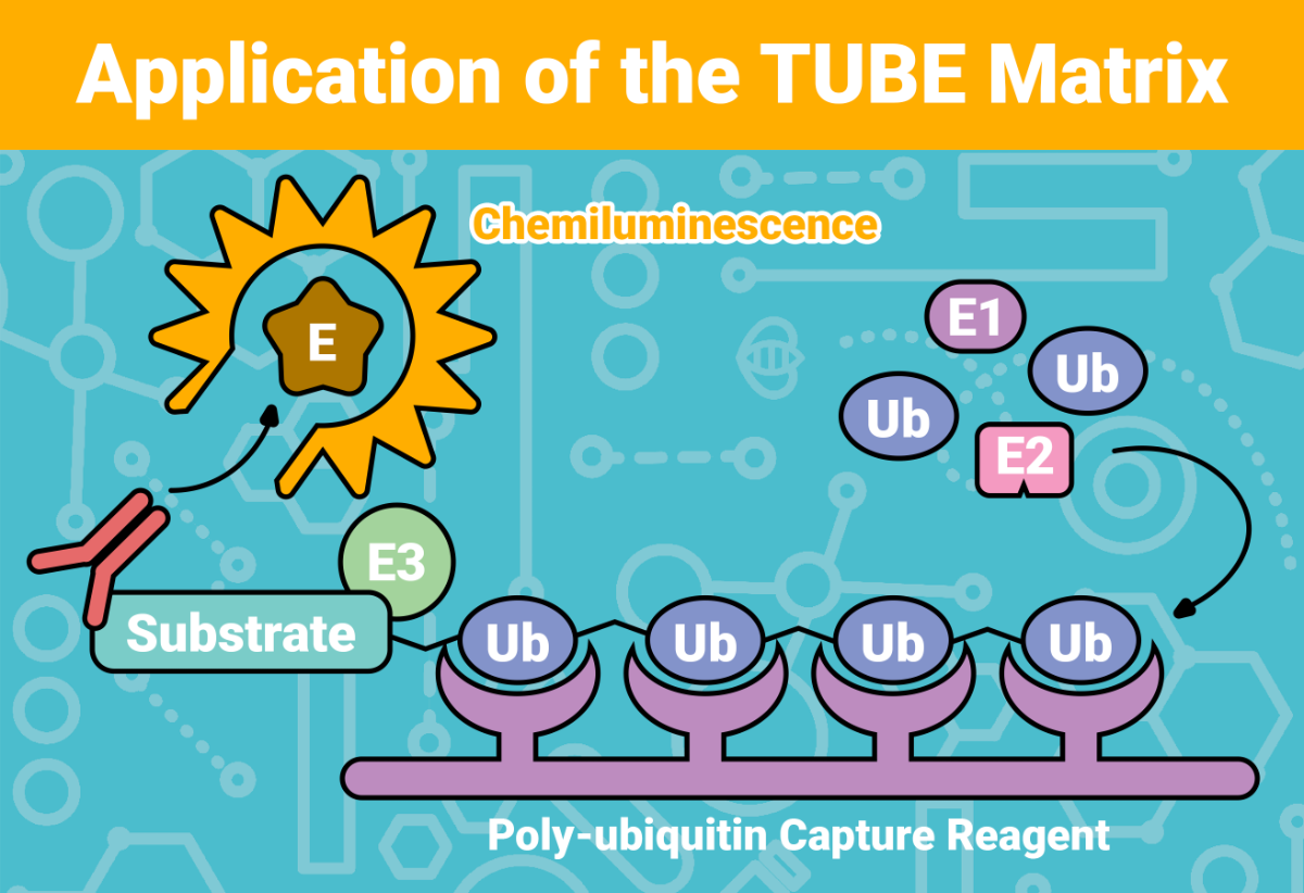 LifeSensors Targeted Protein Degredation - 2BScientific